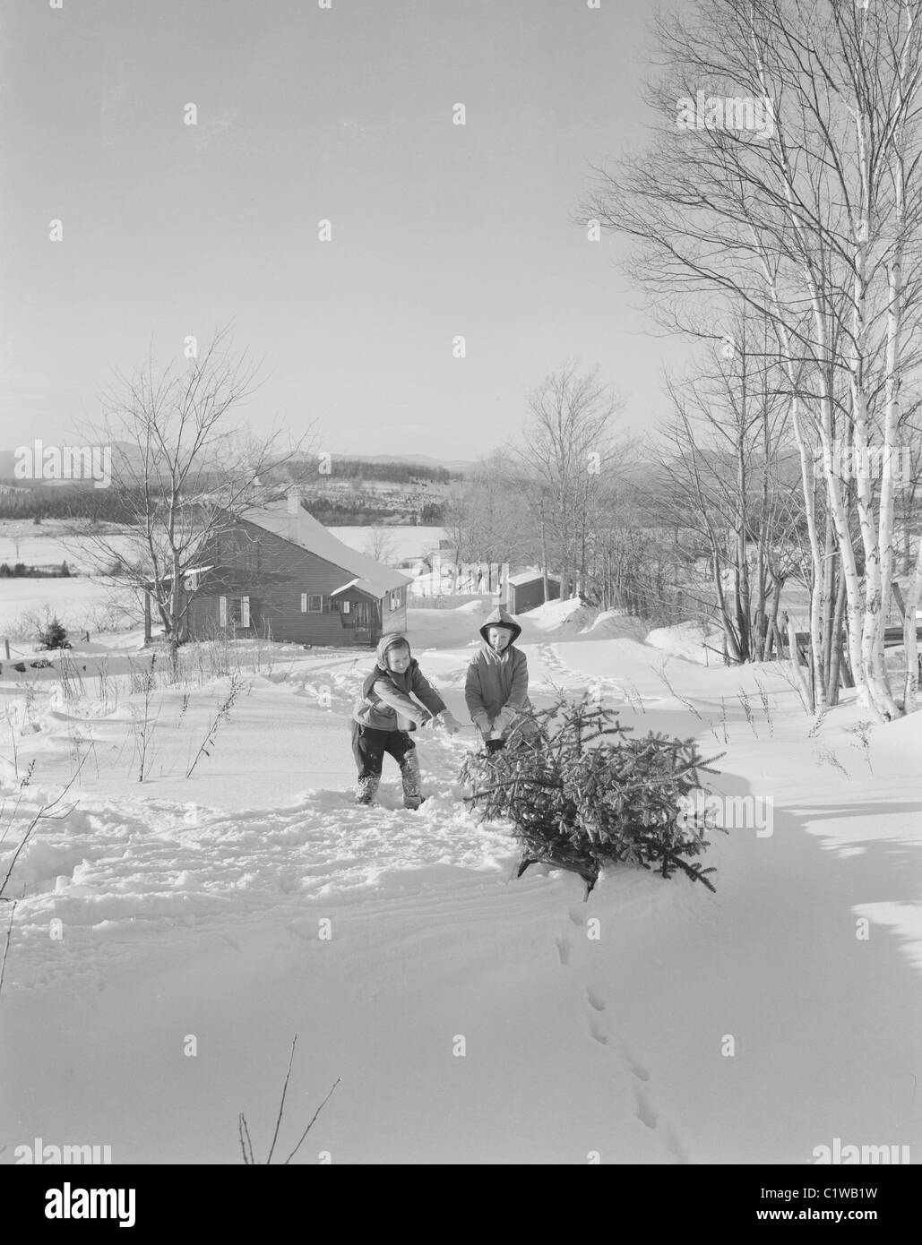 Children dragging Christmas Tree toward home Stock Photo - Alamy