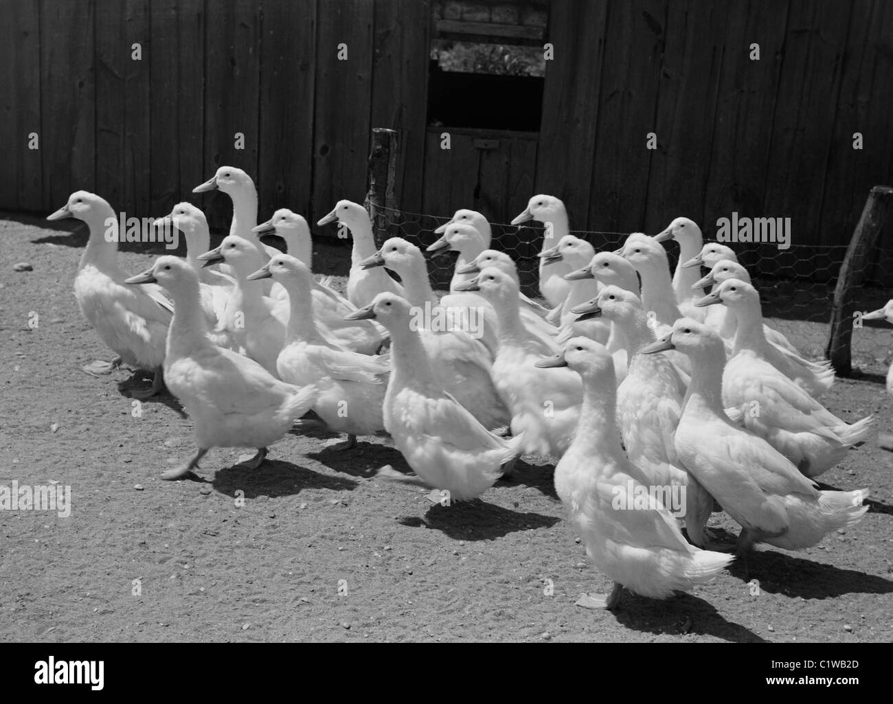 Flock of geese Stock Photo - Alamy