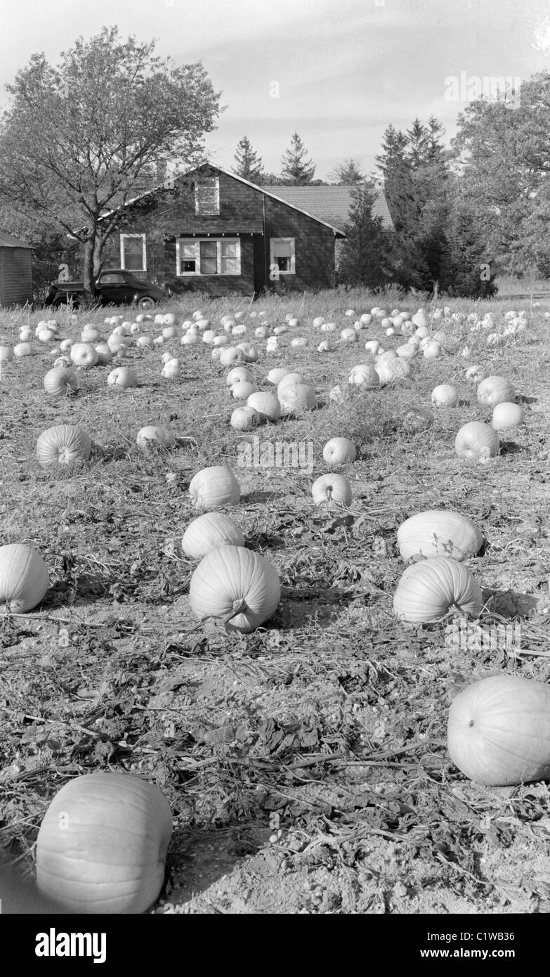 Pumpkin Patch Black And White