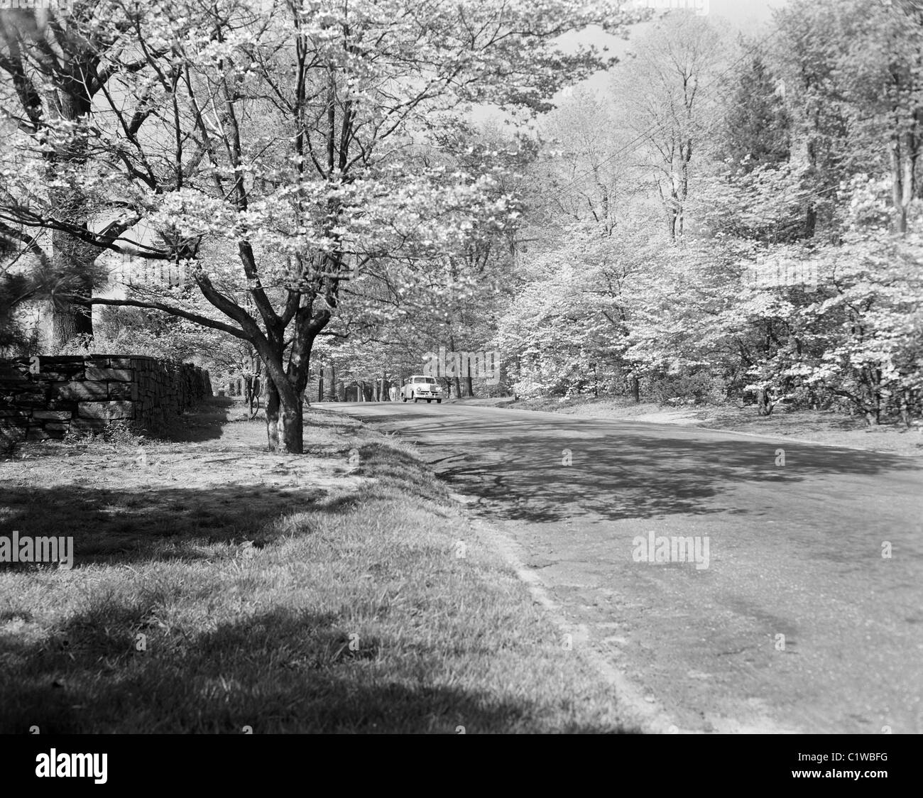 Spring scene, road lined with Dogwood in full bloom Stock Photo - Alamy