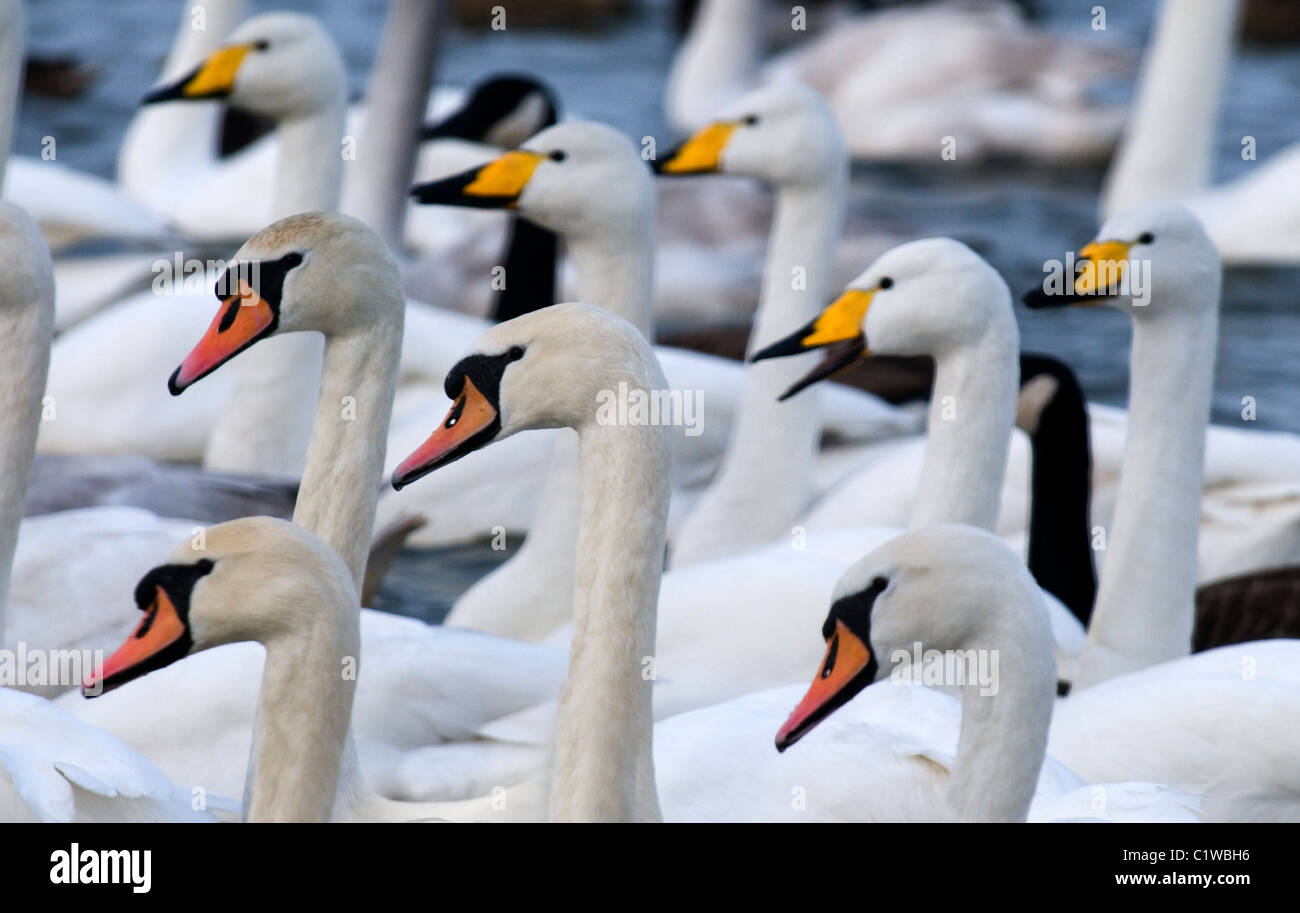 Swan beak markings hi-res stock photography and images - Alamy