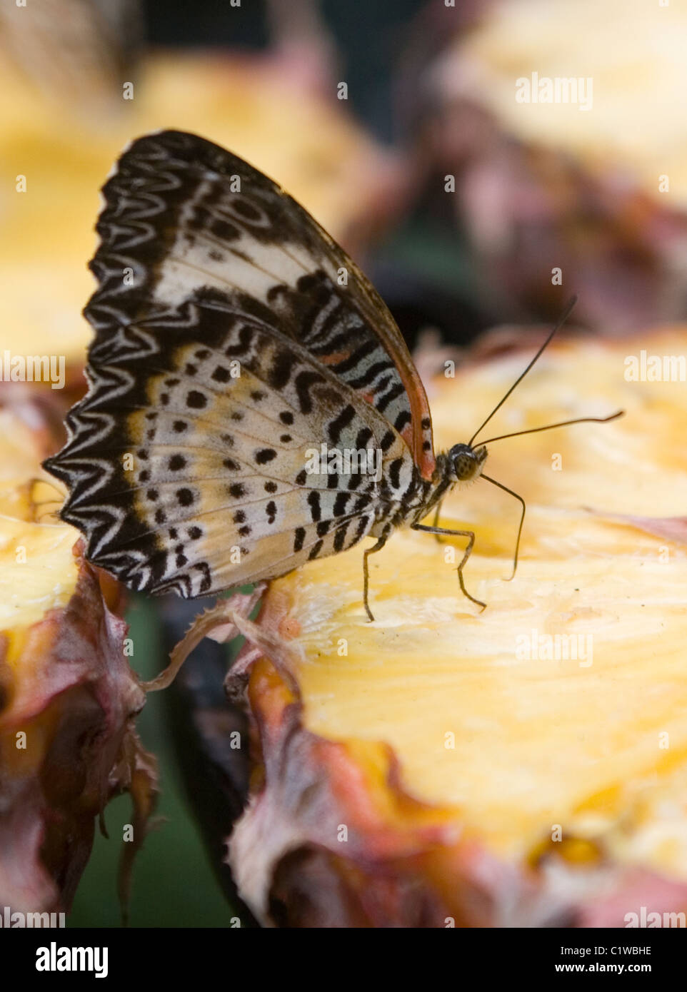 Cyane High Resolution Stock Photography and Images - Alamy