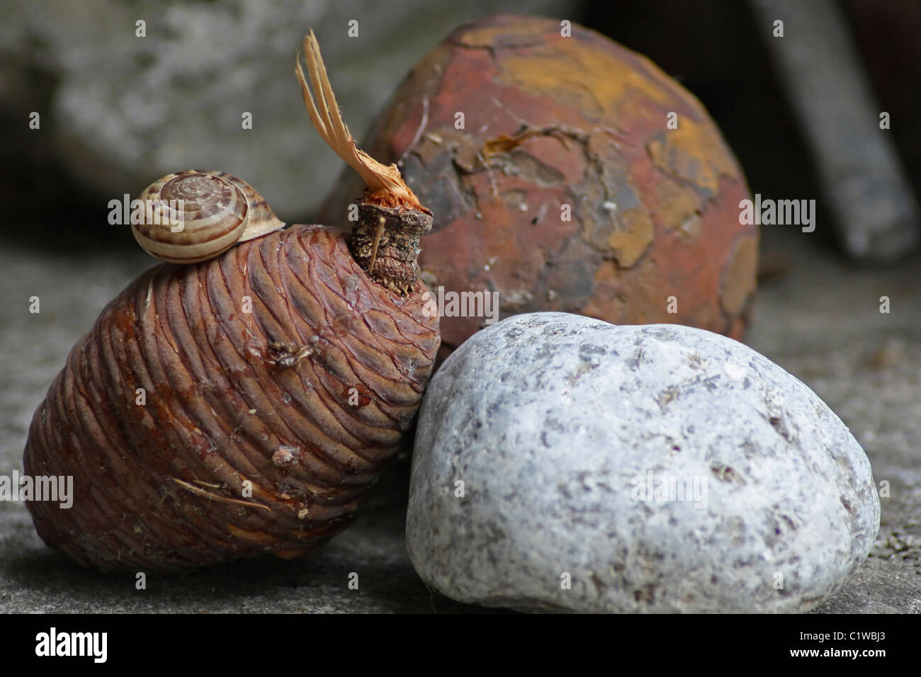 Cone snail hi-res stock photography and images - Alamy