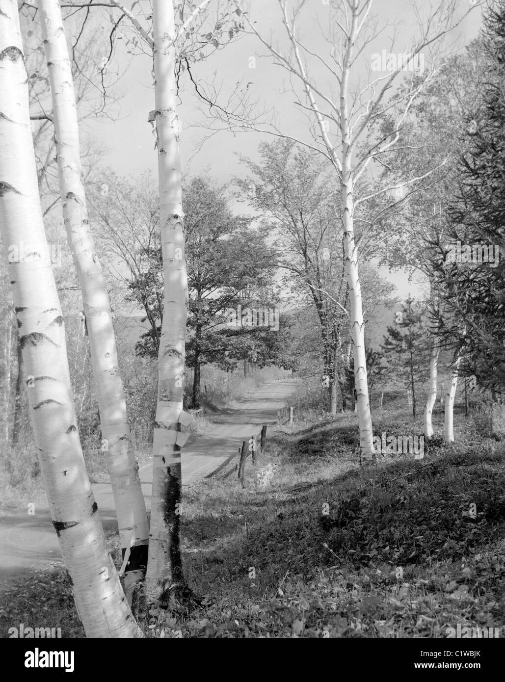 Road lined trees Black and White Stock Photos & Images - Alamy