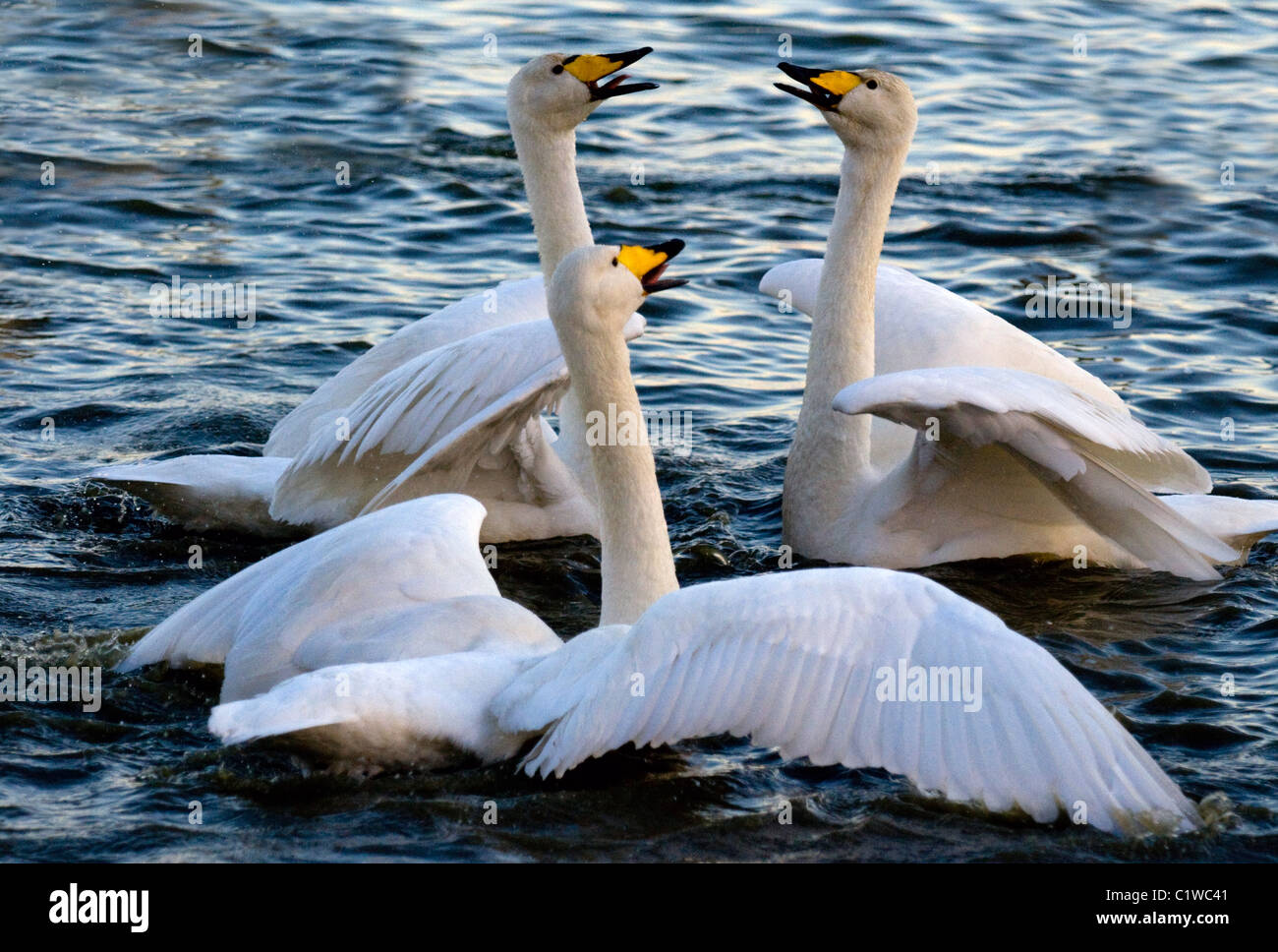 whooper swans greeting each other, solway firth, scotland Stock Photo ...