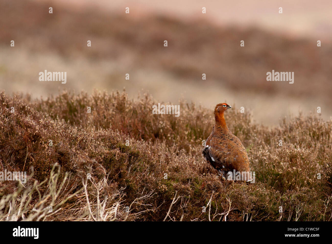 red grouse in heather Stock Photo - Alamy