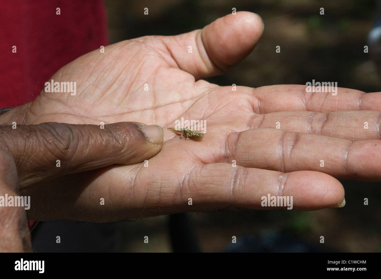 Very small lizard hi-res stock photography and images - Alamy