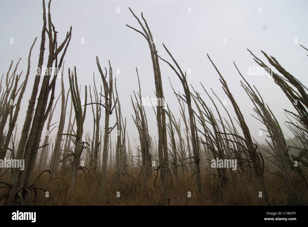 Madagascar, Berenty National Park, Allaudia spiny tree forest Stock ...