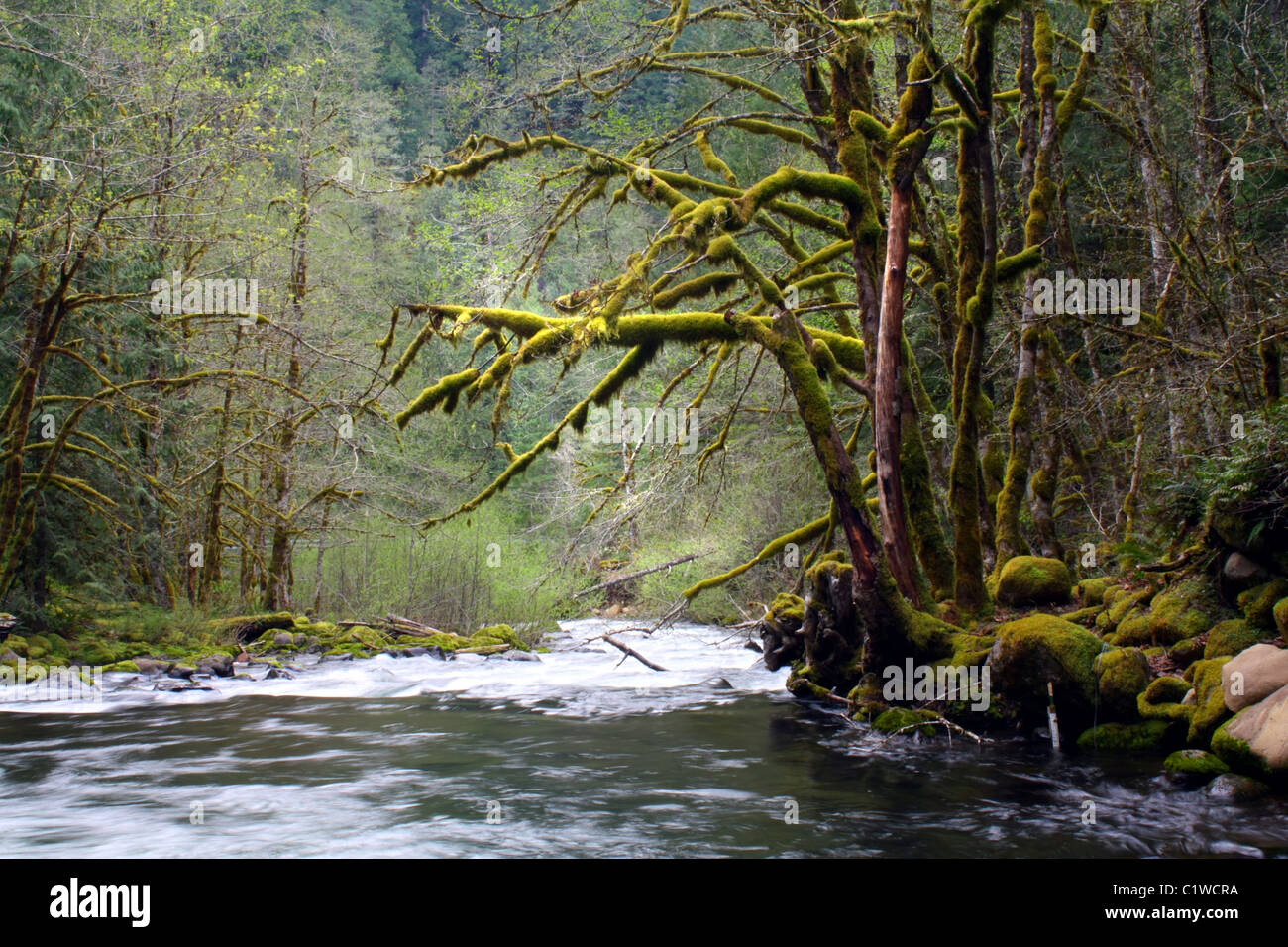 A spring view of the strong-flowing, slightly swollen Roaring River ...