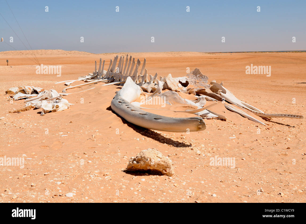 Bones in desert Stock Photo - Alamy