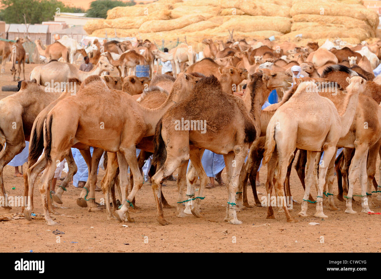 Camel market tuareg hi-res stock photography and images - Alamy