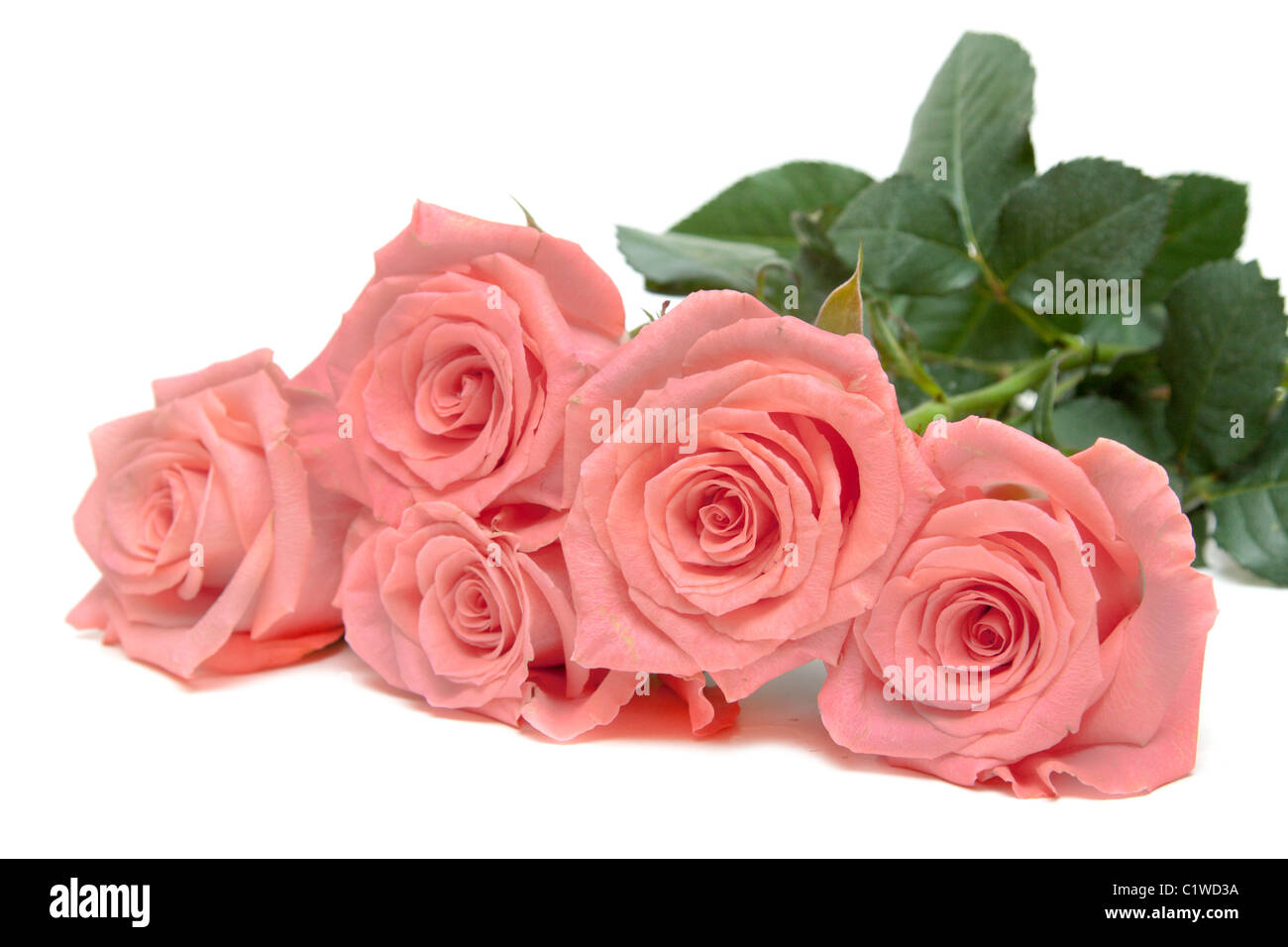 Three roses lies insulated on white background Stock Photo - Alamy