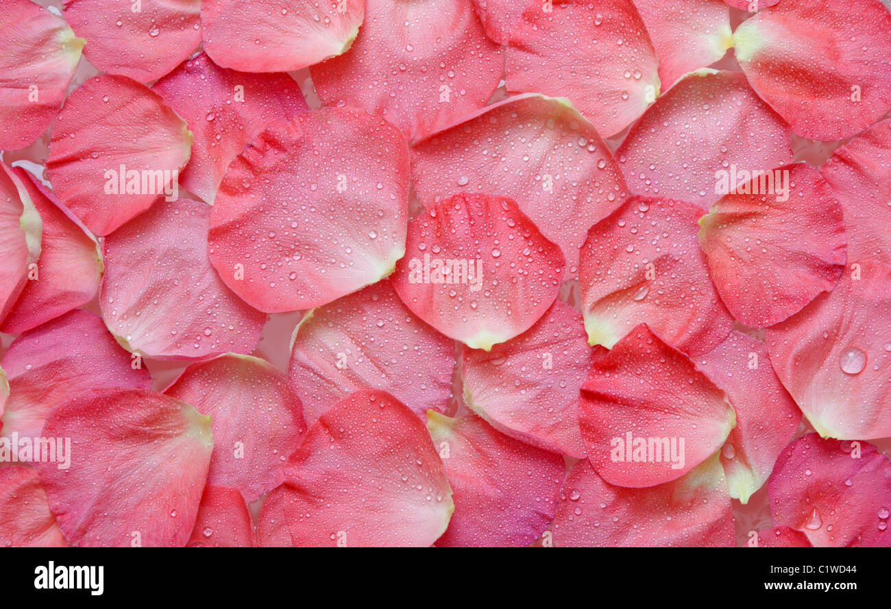Dripped water on petal of the roses by background Stock Photo - Alamy