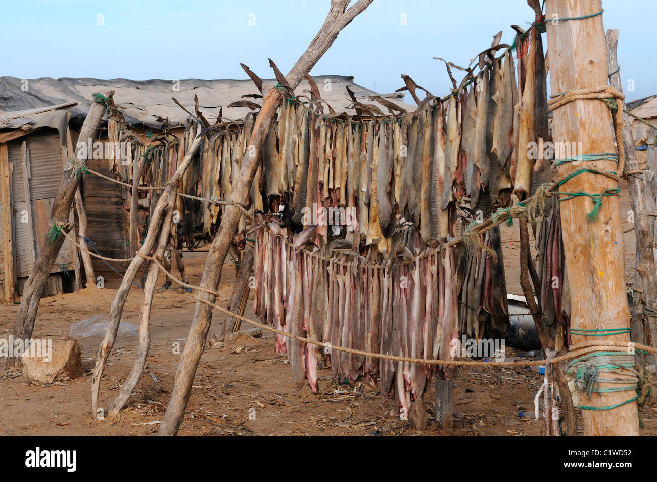 Mauritania, Nouadhibou, fish drying in sun Stock Photo - Alamy