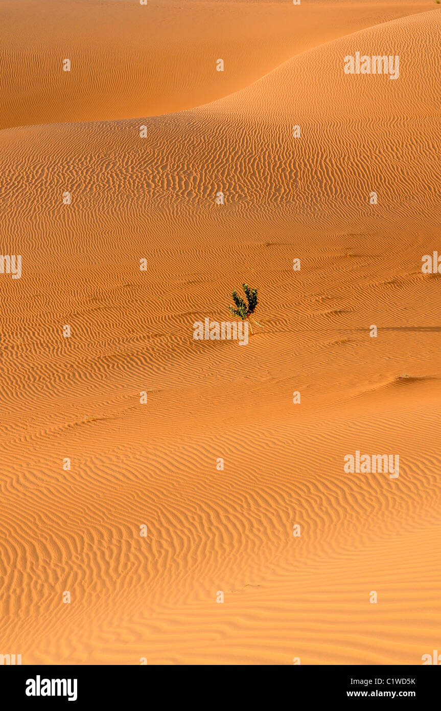 Single plant in African desert Stock Photo - Alamy
