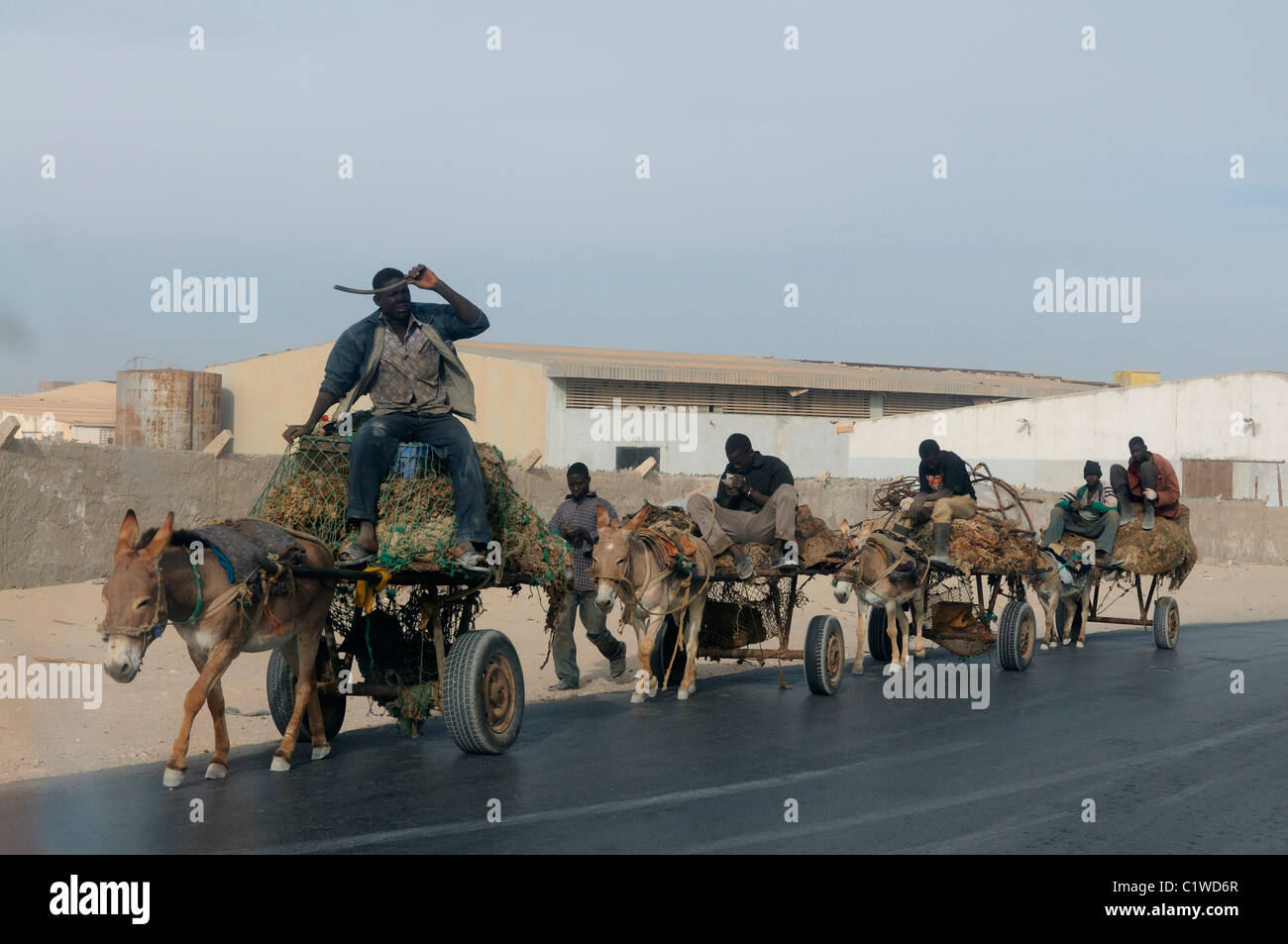 Mauritania, Nouakchott, Donkey caravan on street Stock Photo - Alamy