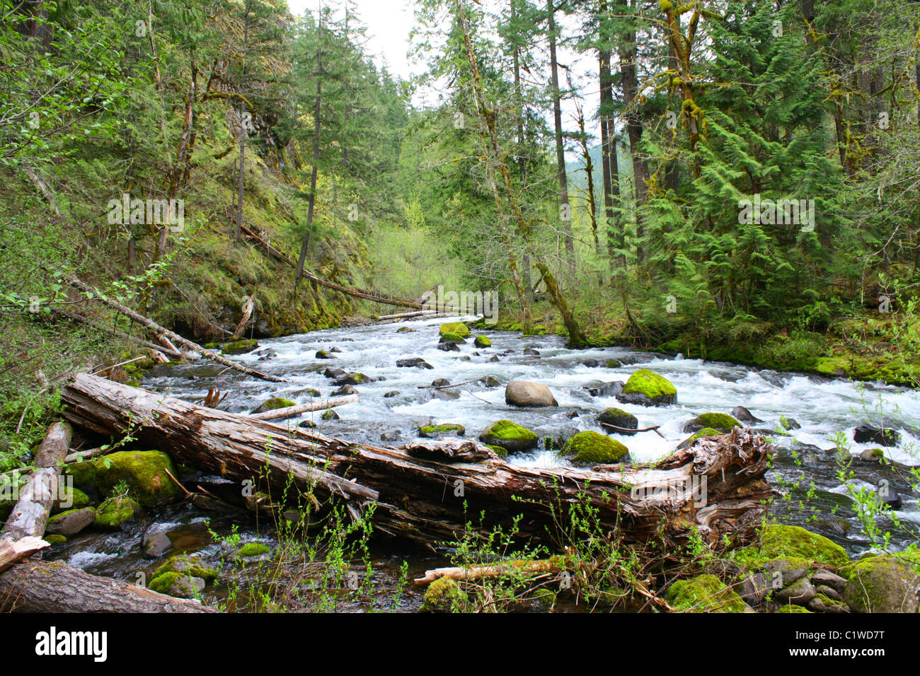 A spring view of the rapids on a strong-flowing, slightly swollen ...