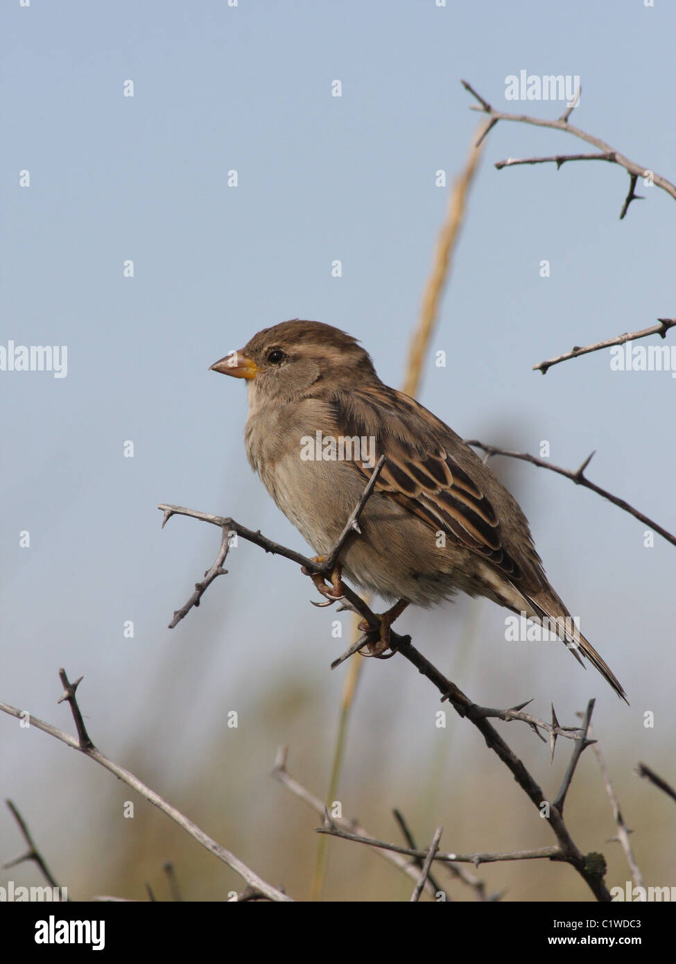Feathered thorn hi-res stock photography and images - Alamy