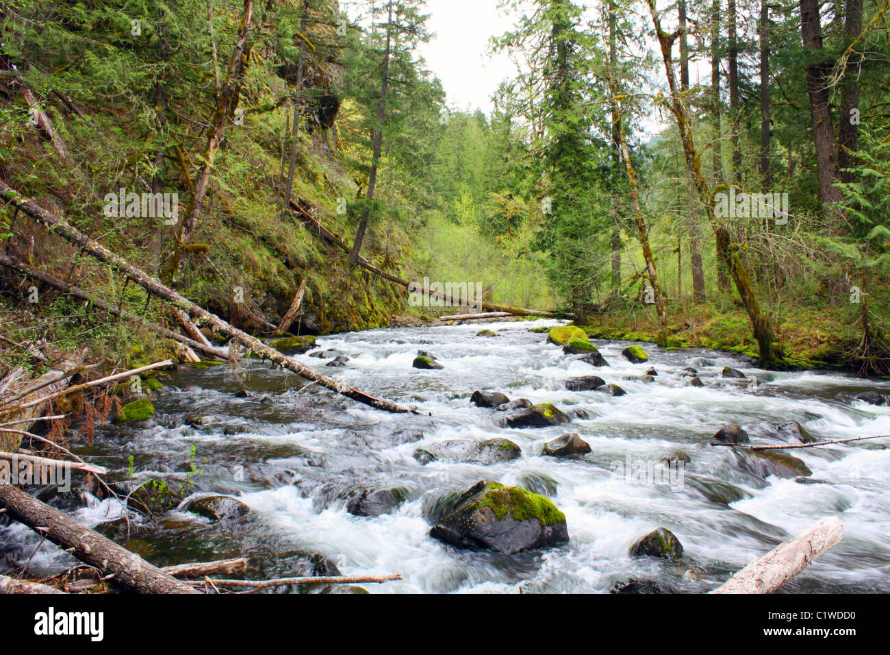 A spring view of the rapids of a strong-flowing slightly swollen ...