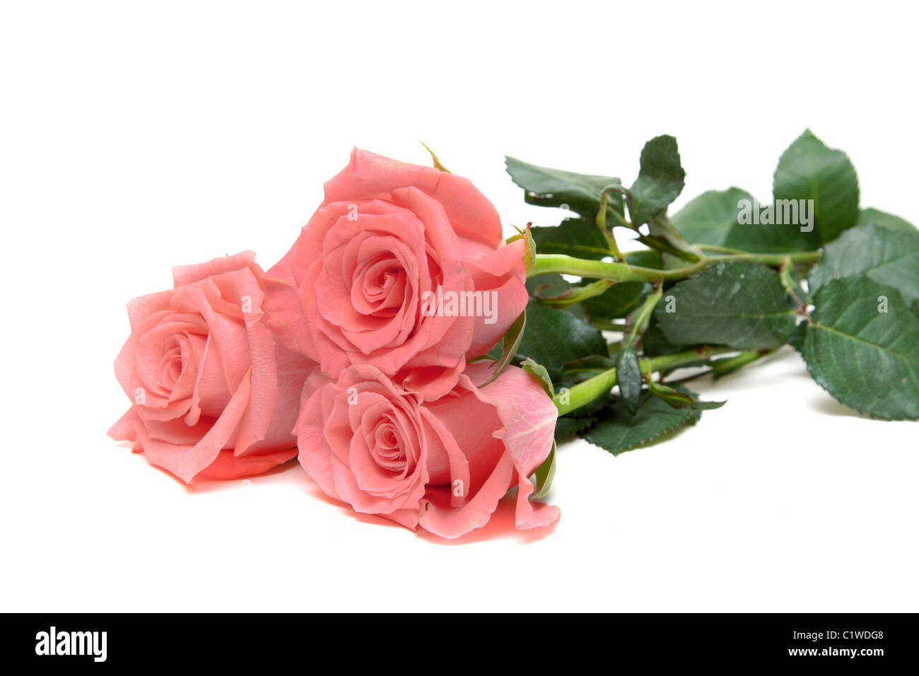 Three roses lies insulated on white background Stock Photo - Alamy