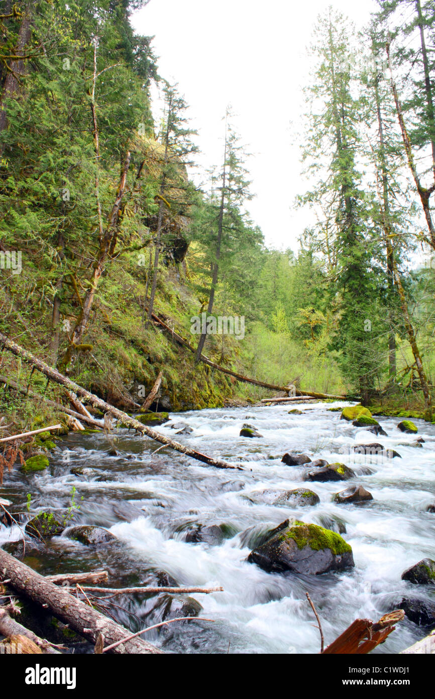 A spring view of the rapids of a strong-flowing slightly swollen ...