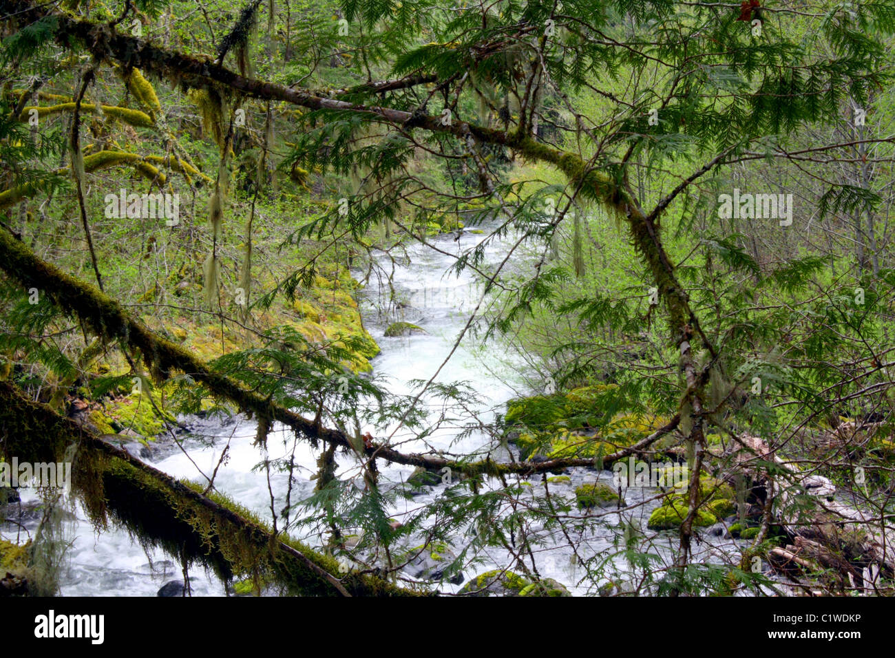 Overhead view of river rapids from above through trees, tree branches ...