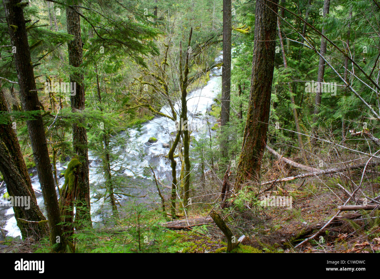Overhead view of river rapids from above through trees, tree branches ...