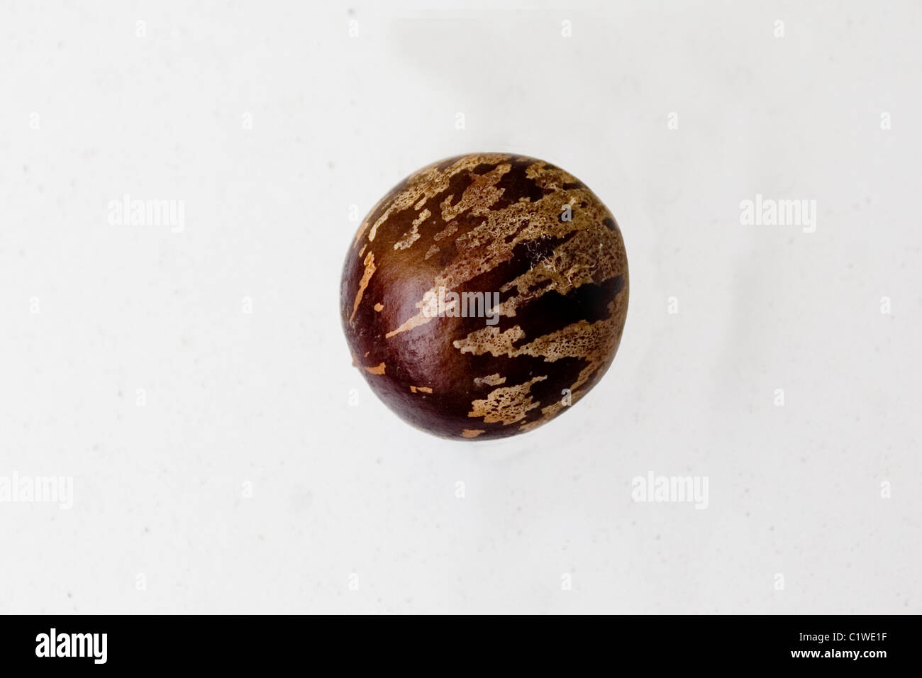 Brazil seed hi-res stock photography and images - Alamy