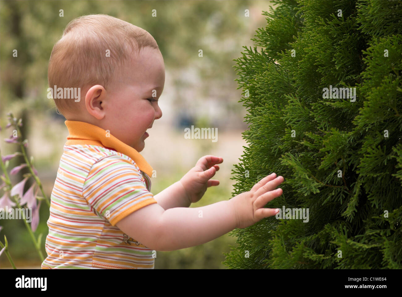 Litle boy is playing with fir tree and smiling Stock Photo - Alamy