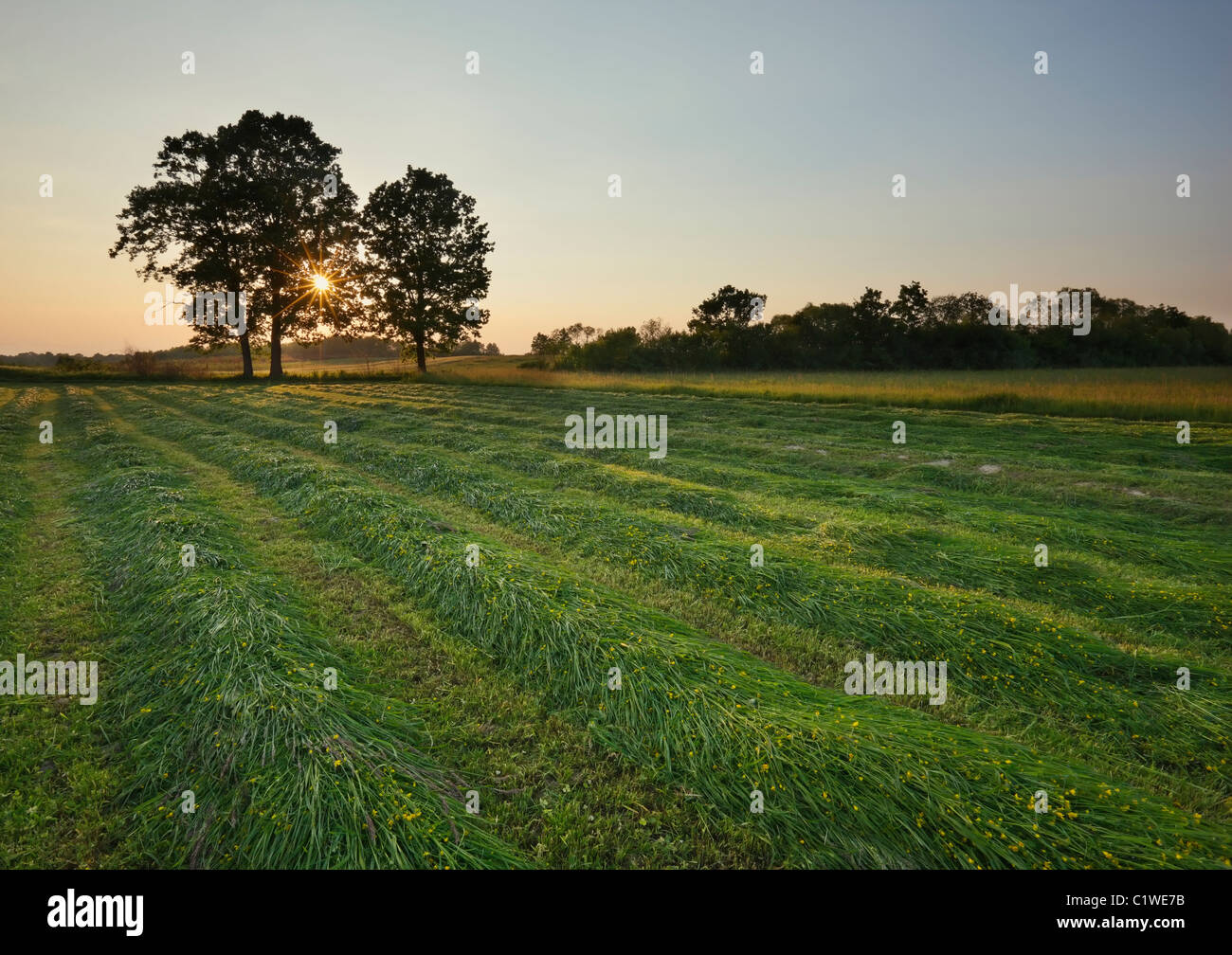 Field fields meadow hi-res stock photography and images - Alamy