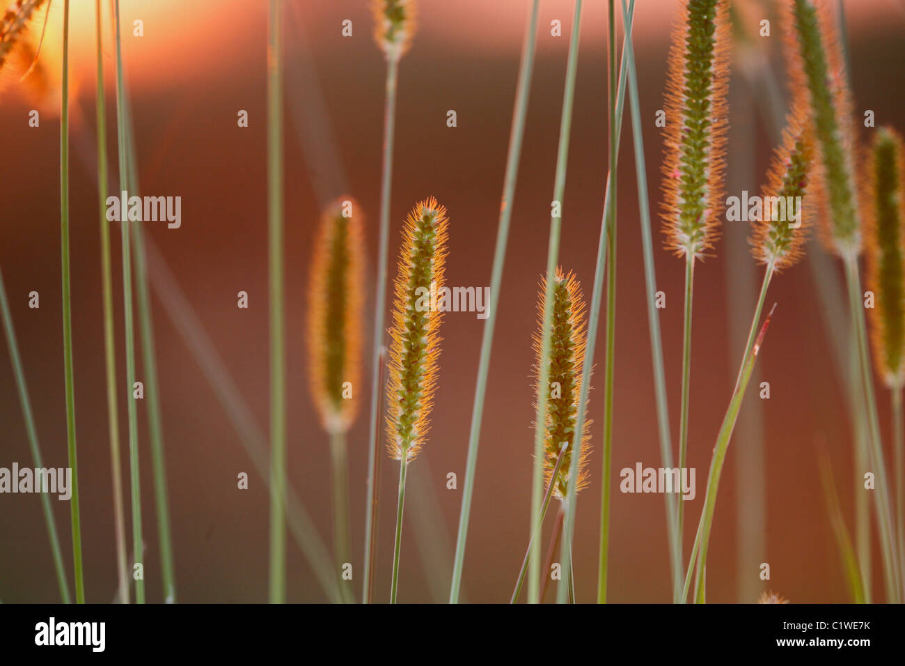 Grass in spring Stock Photo - Alamy