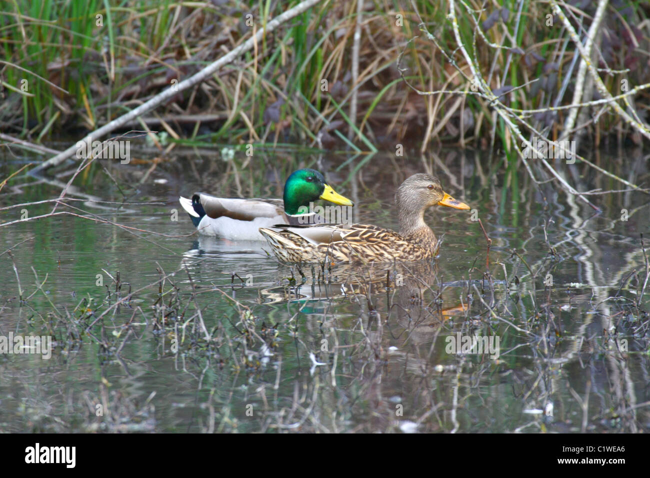 Mallard ducks, drake and hen, swimming in pond. Semi close-up ...