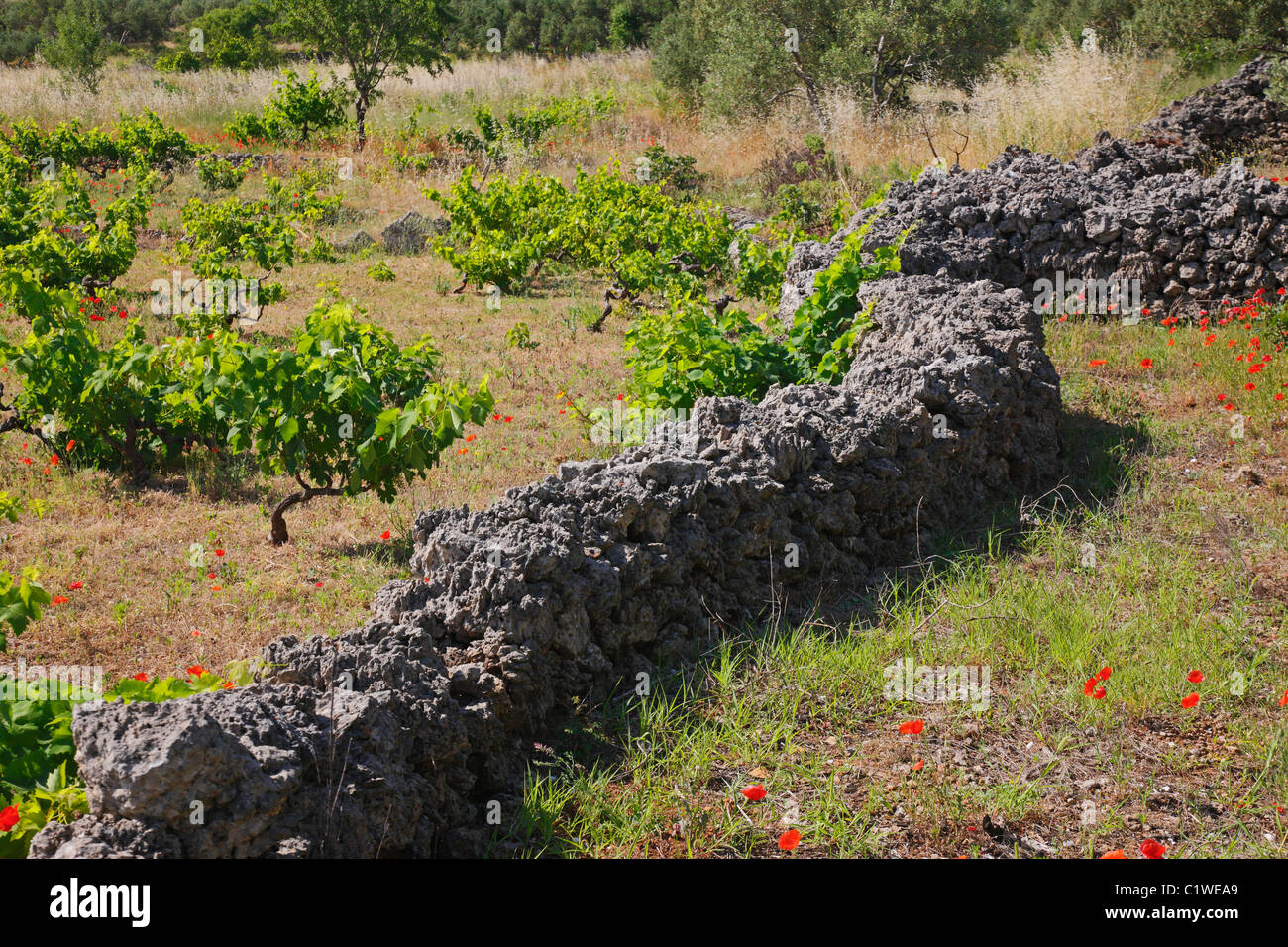 Vineyard with poppy's Stock Photo - Alamy