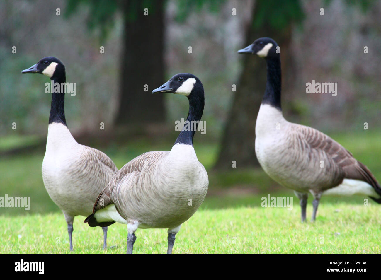 3 adult Canada geese, heads up, alert, standing in short green grass in ...