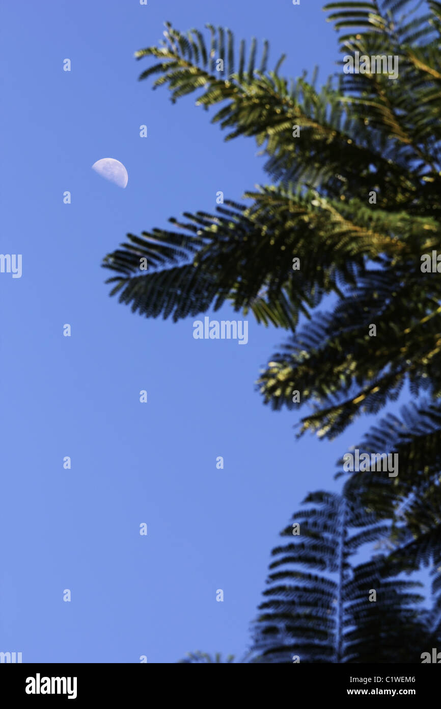 Beautiful half moon during hi-res stock photography and images - Alamy