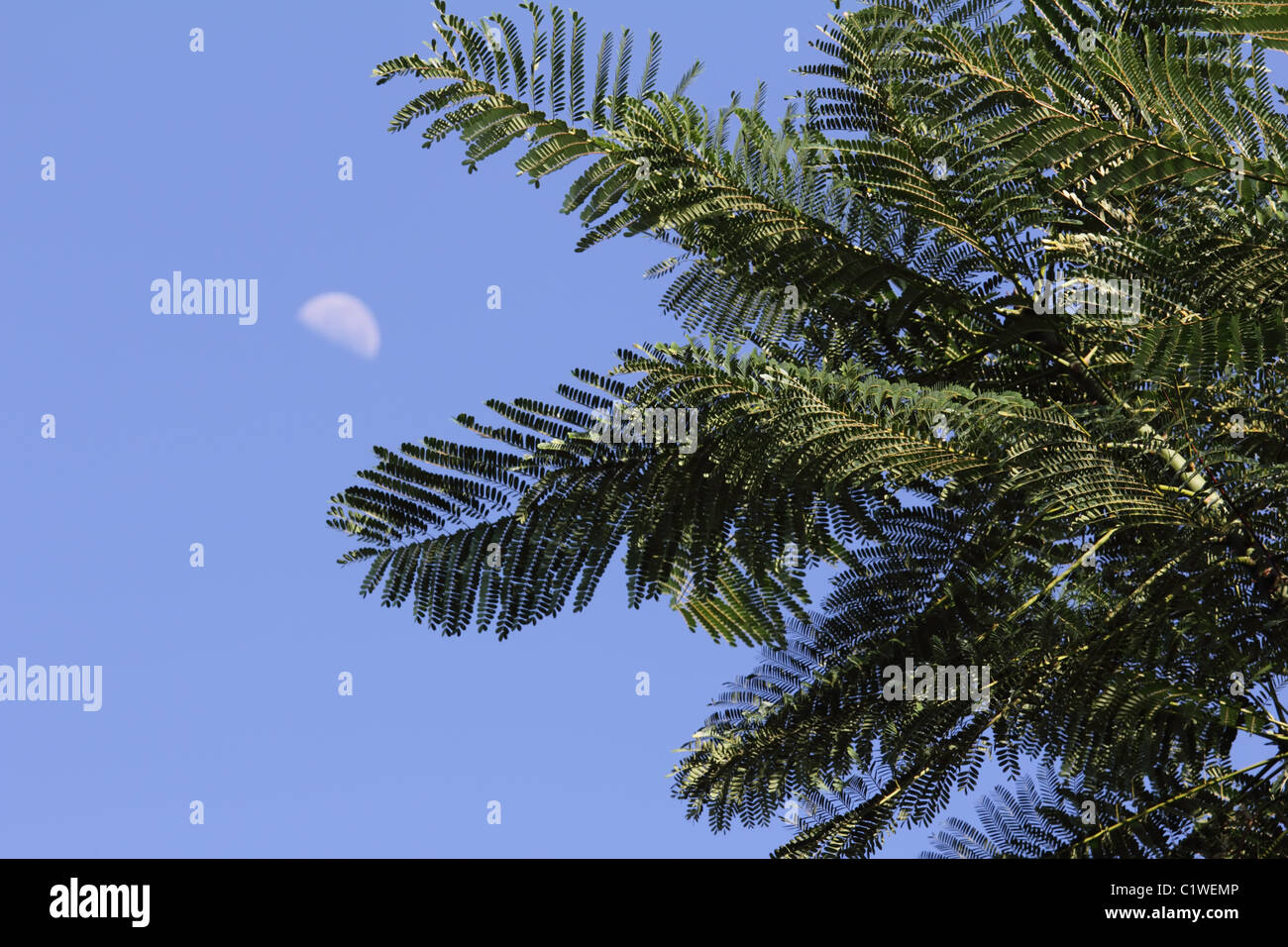 Moon tree hi-res stock photography and images - Alamy