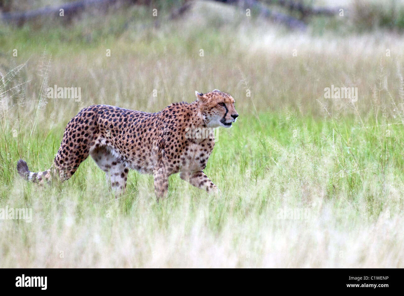 young male cheetah acinonyx jubatus botswana africa Stock Photo - Alamy