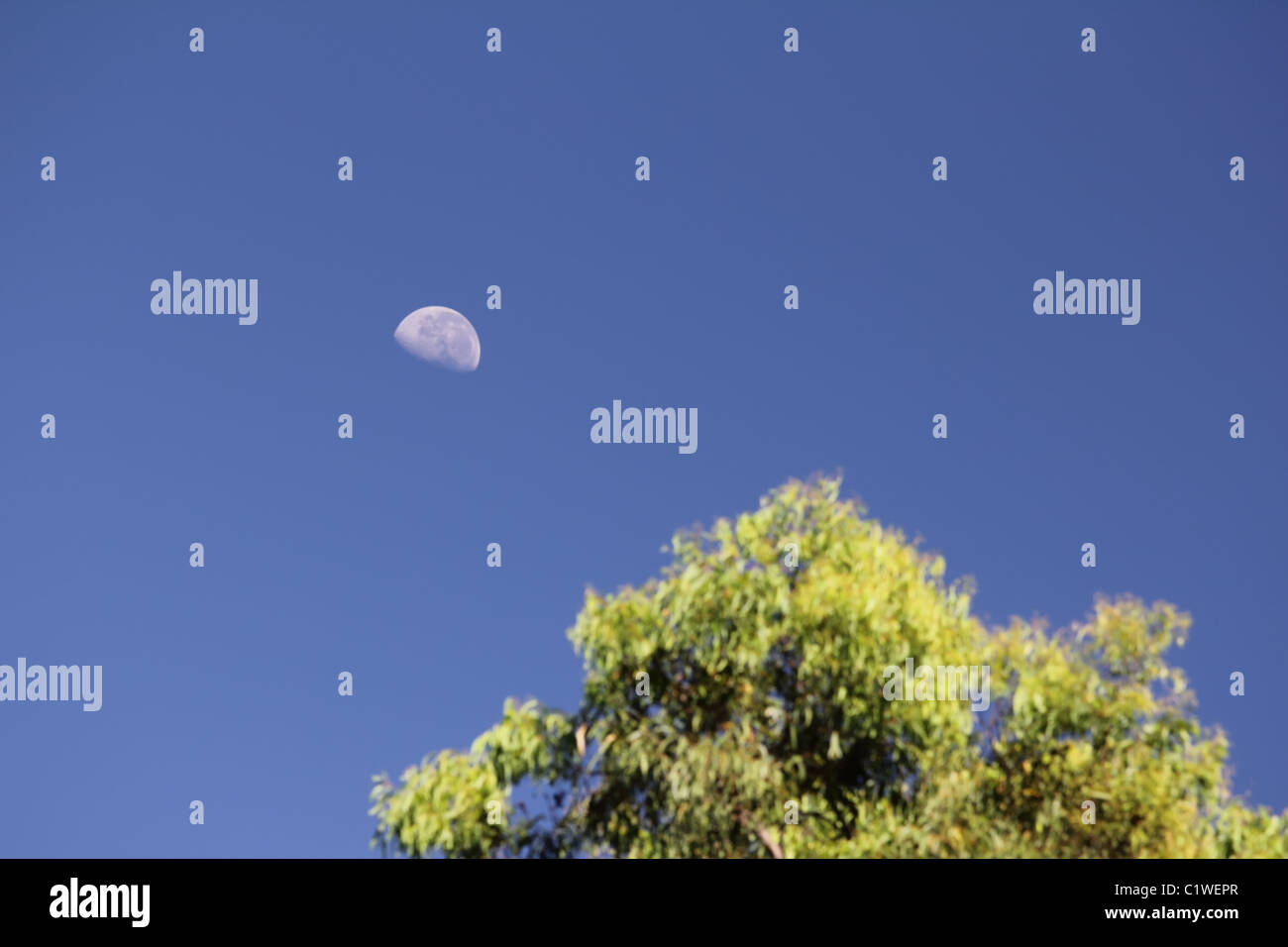 Tree top and moon hi-res stock photography and images - Alamy