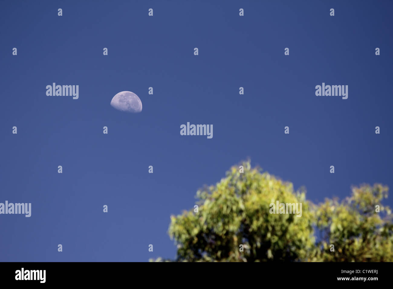 Morning Moon on Top of Tree Stock Photo - Alamy