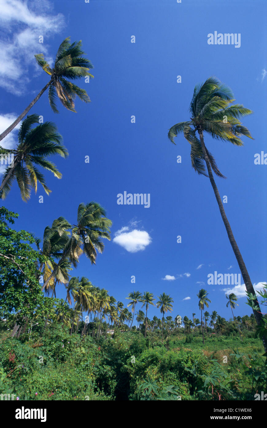 Palm tree in countryside hi-res stock photography and images - Alamy