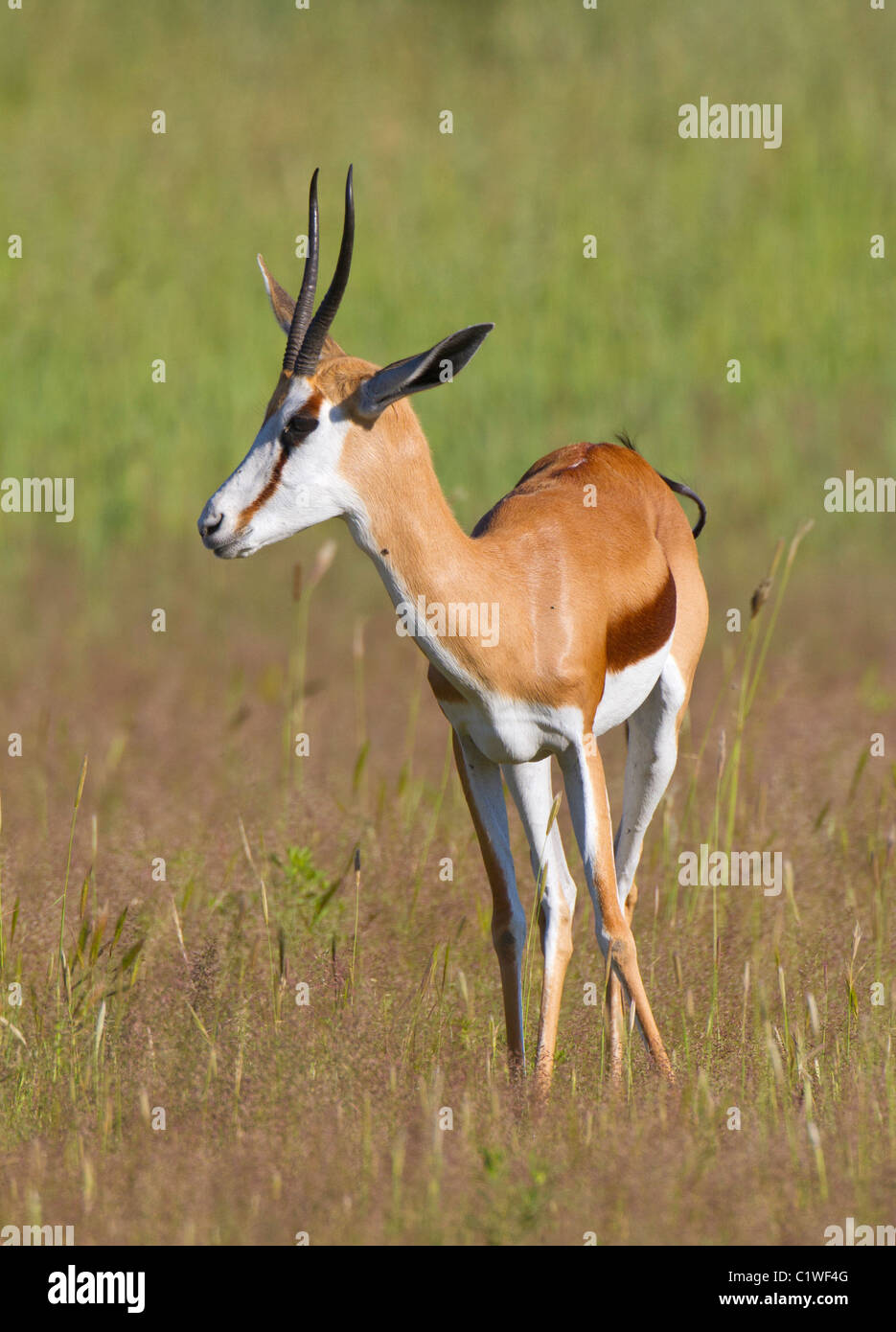 Female springbok hi-res stock photography and images - Alamy