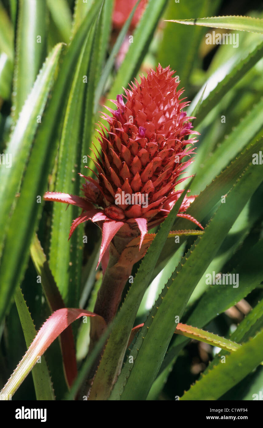 Flower of Queen Victoria Pineapple (Ananas comosus), Saint Philippe, La ...