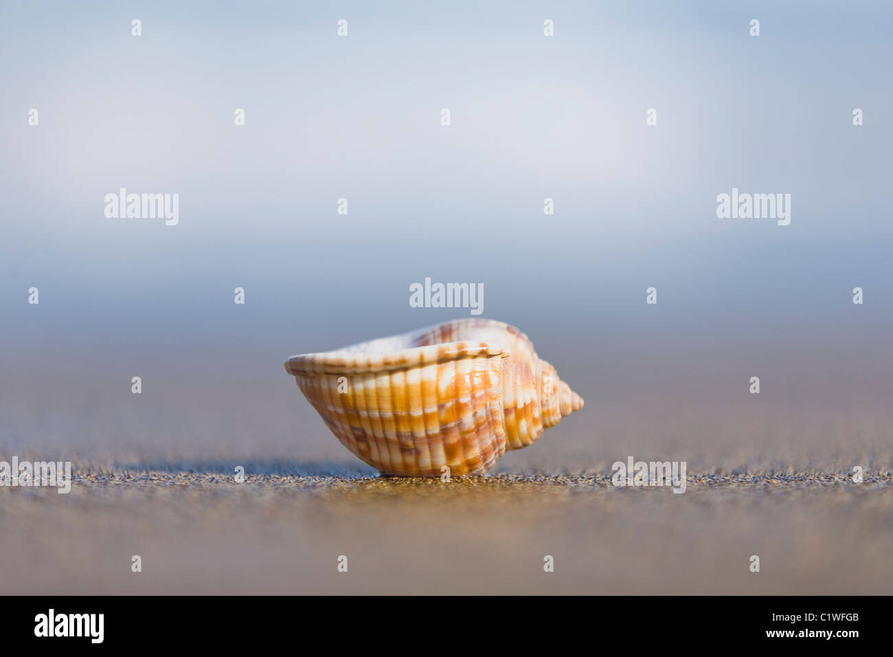 Small seashell upturned on the beach Stock Photo - Alamy