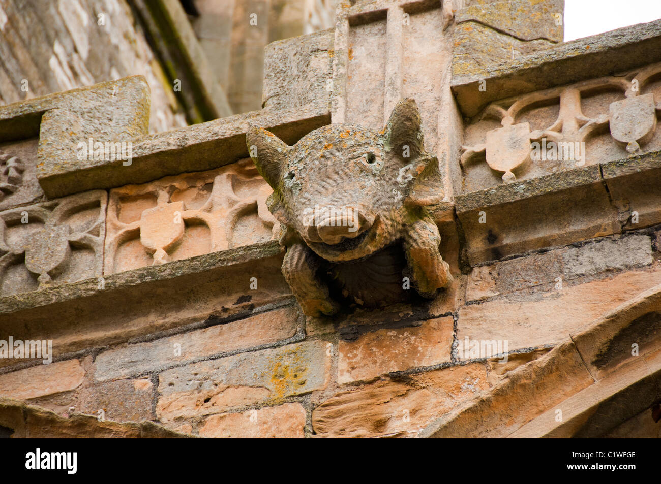 Gargoyle pig hi-res stock photography and images - Alamy