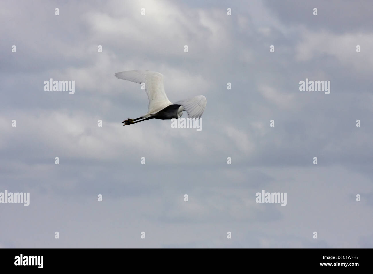 seagull in nature Stock Photo - Alamy