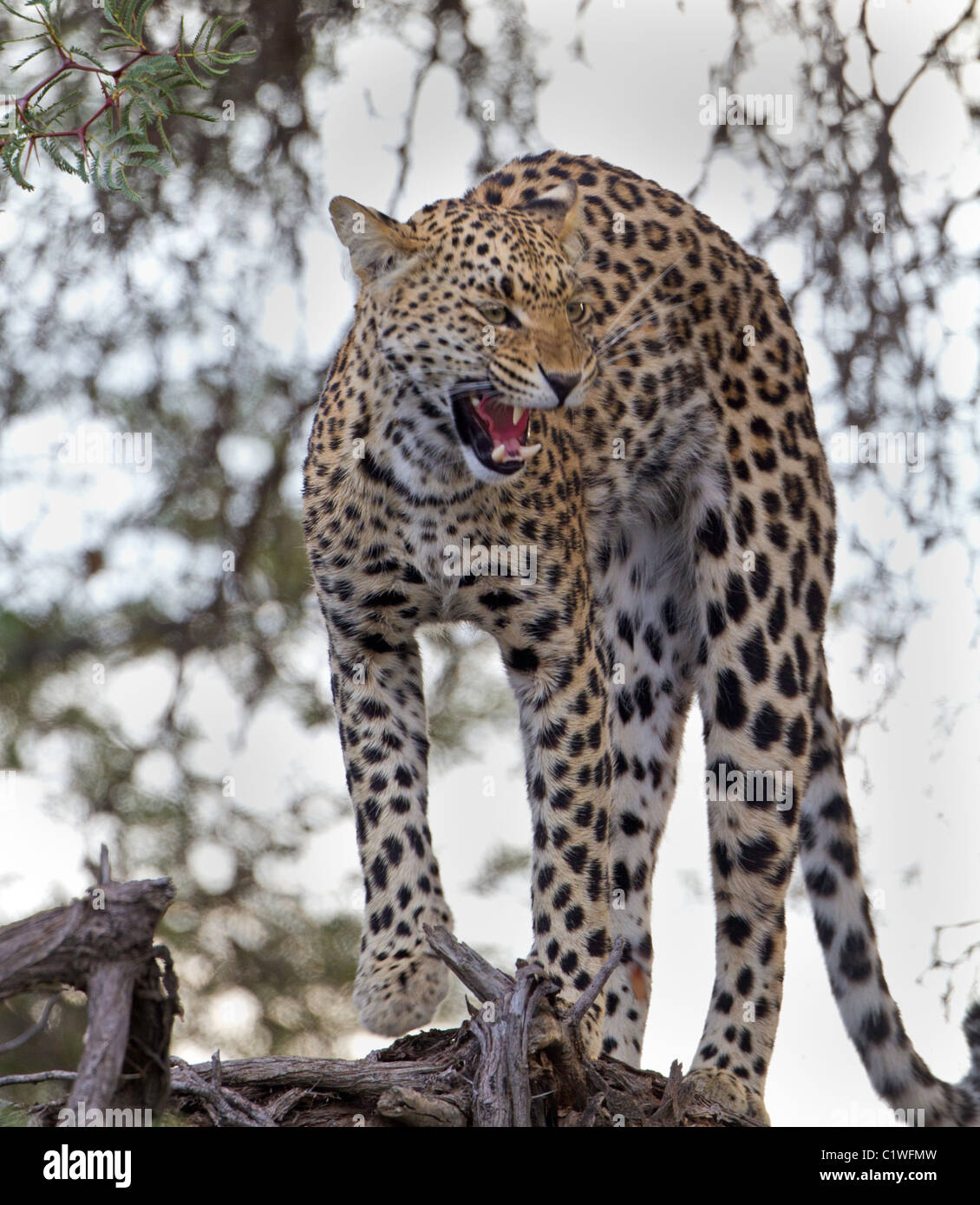Leopard yawning hi-res stock photography and images - Alamy