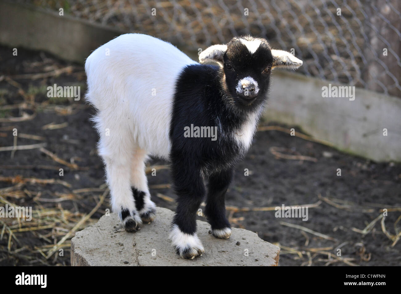 Sheep goat lamb hi-res stock photography and images - Alamy