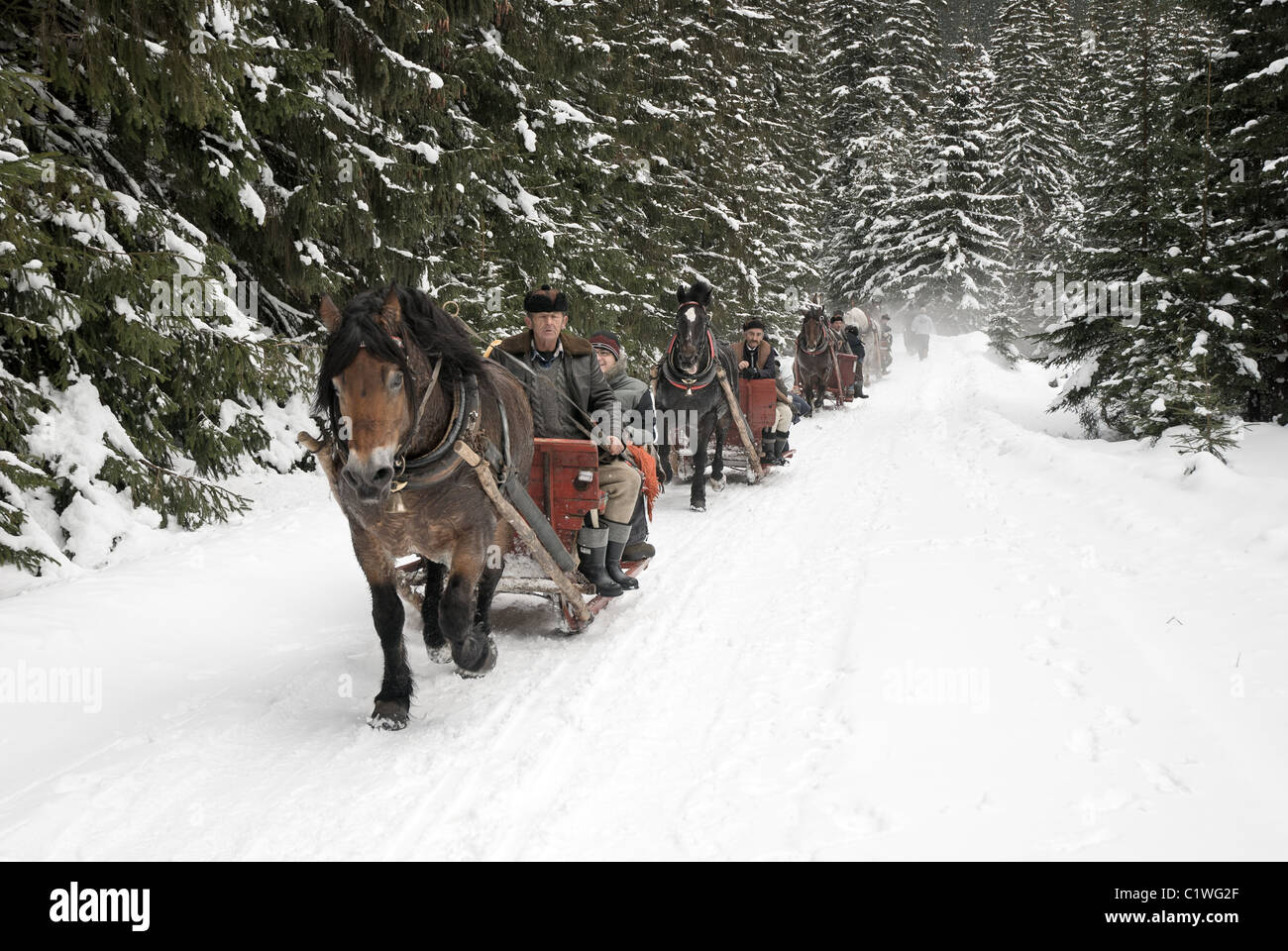 Sleigh horses winter snow hi-res stock photography and images - Alamy