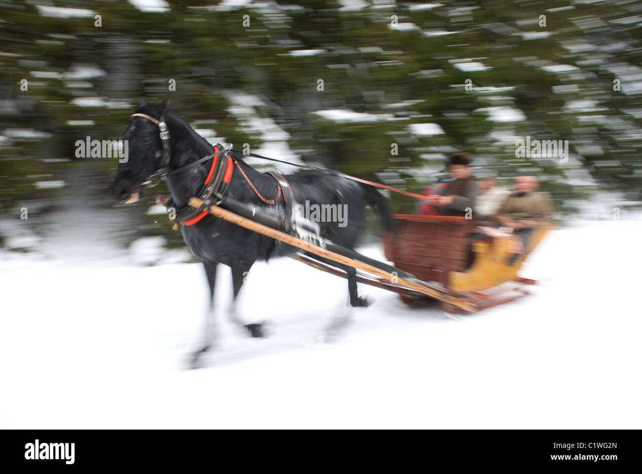 Horse sleigh race hi-res stock photography and images - Alamy