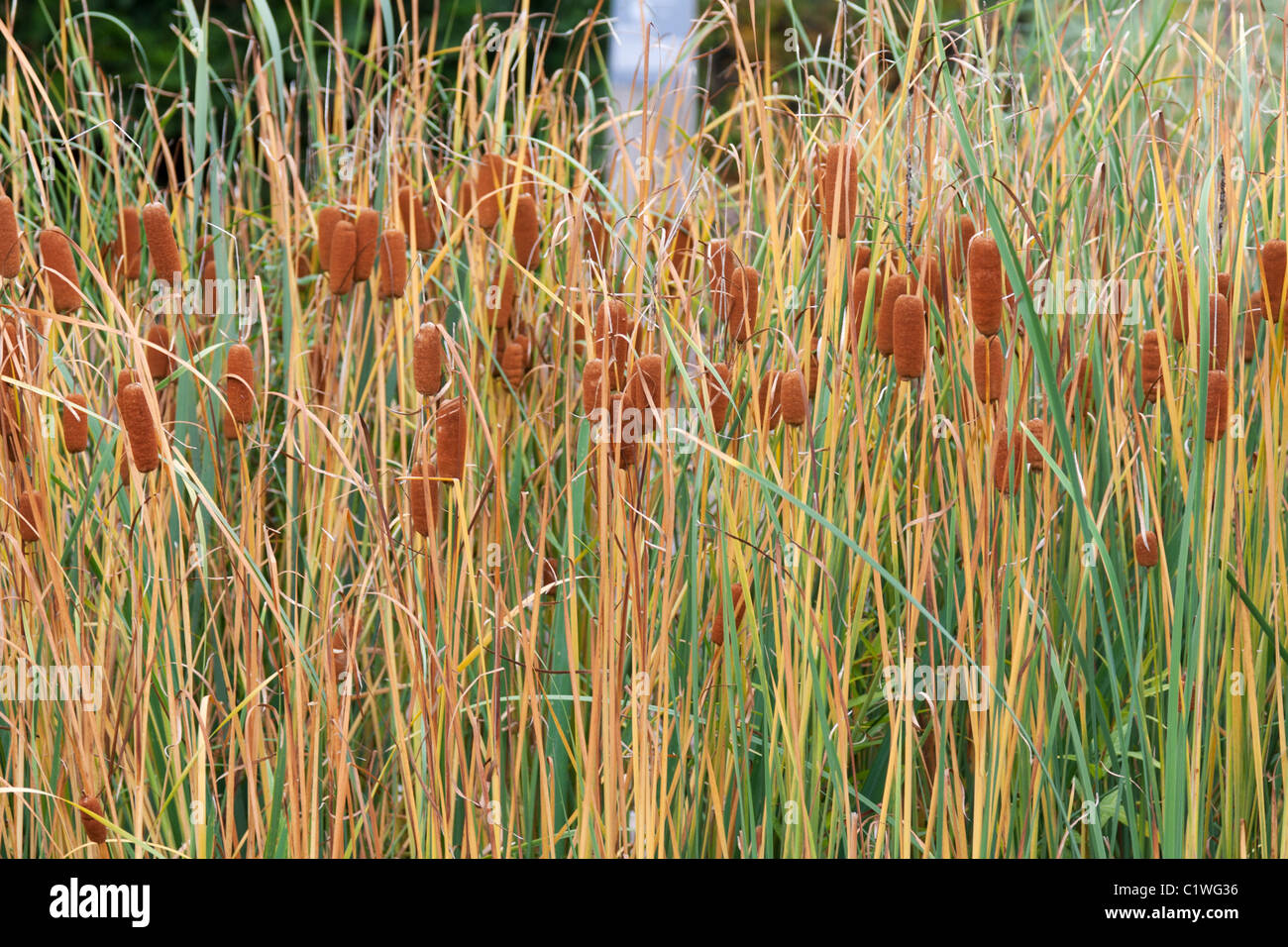 Bulrushes with yellow herb and brown fruit on background wood Stock ...